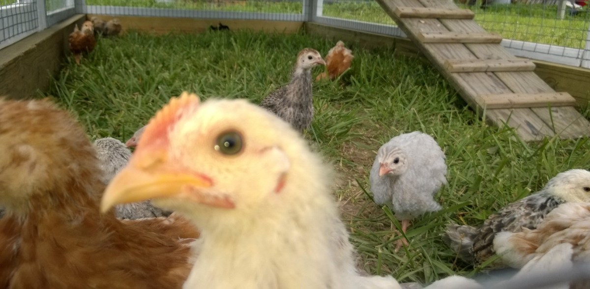 Chicken Coops & Duck Tractors | DaisyDoo Homestead